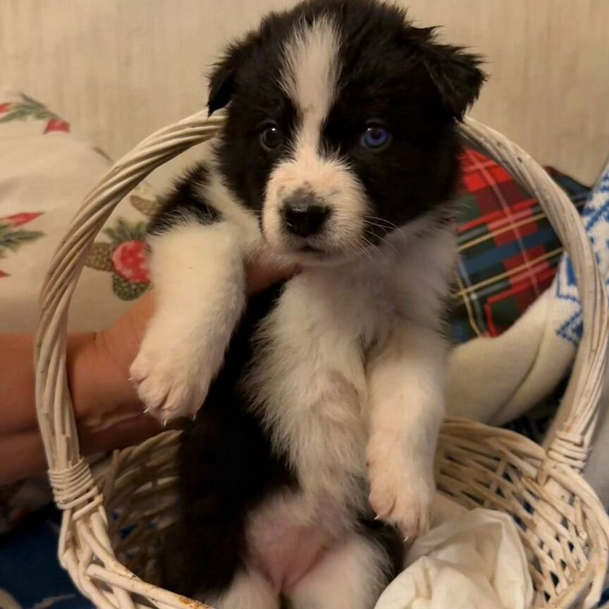 Якутская лайка, щенок