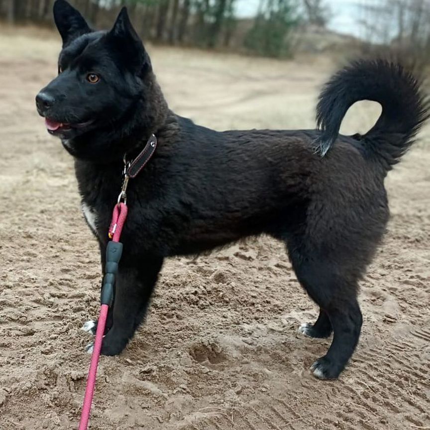 Щенок бесплатно В добрые руки