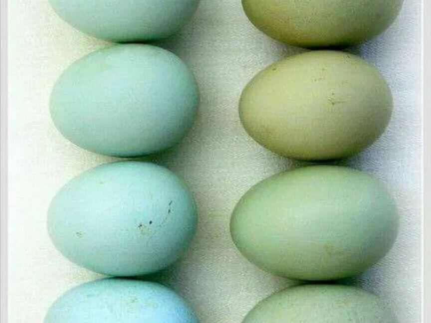 Инкубационное яйцо