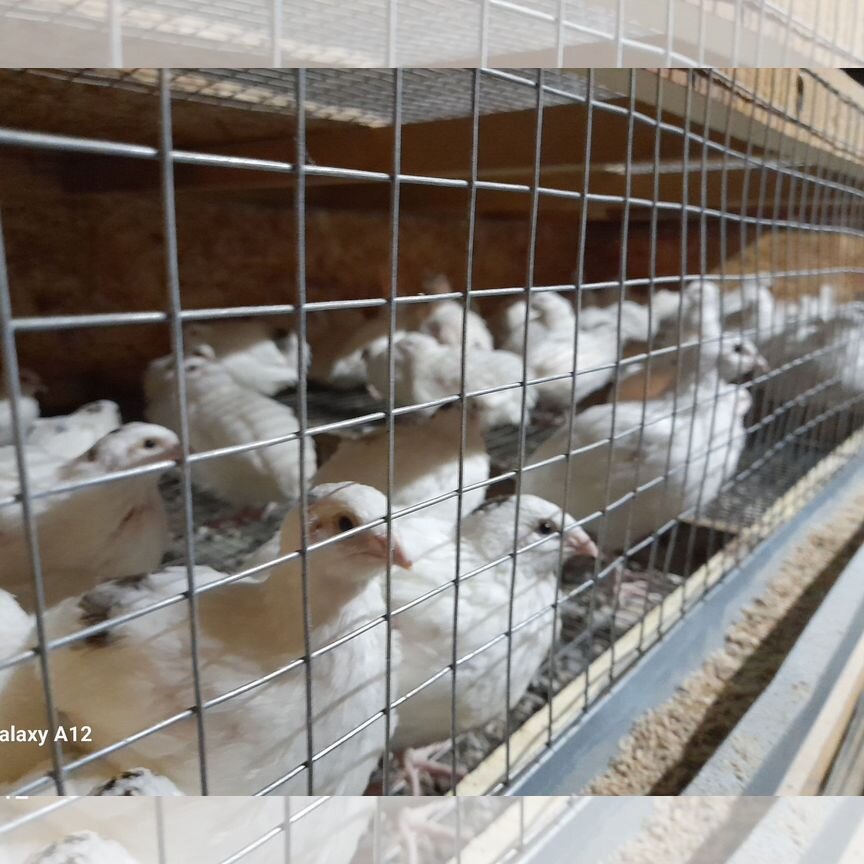 Продажа перепела несушки