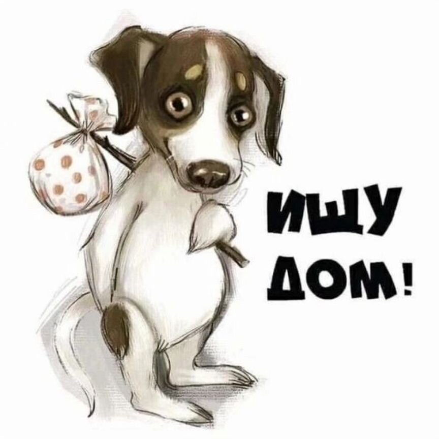 Щенок ищет дом