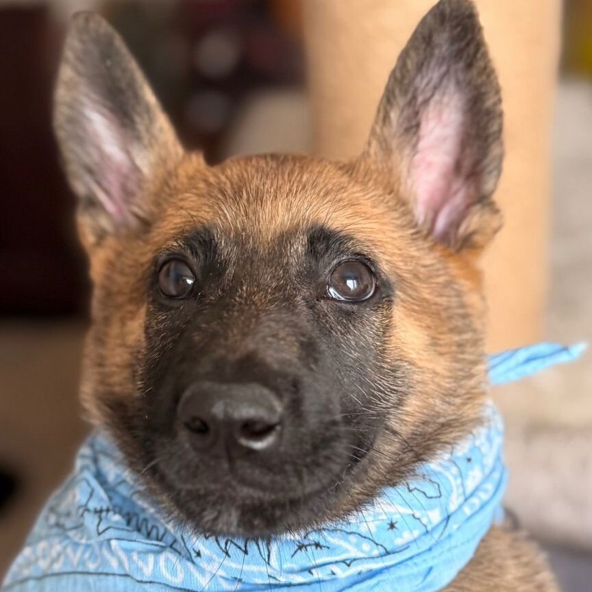 Щенок в добрые руки