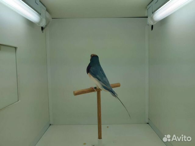 Амадины гульда