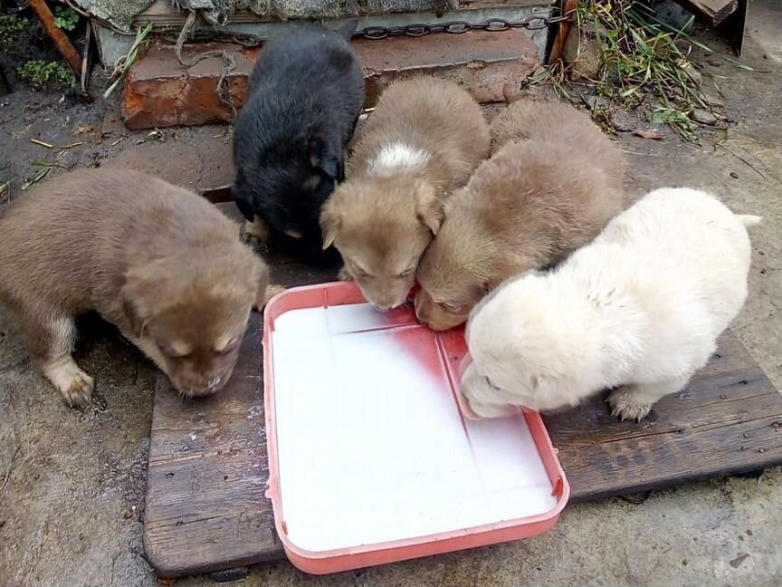 Маленькие собачки щенята в добрые руки