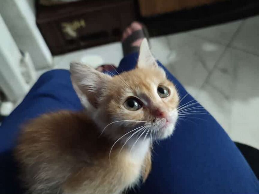 Рыжий котенок девочка,2 месяца