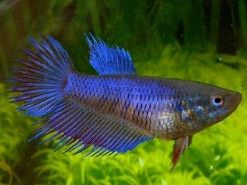 Рыбка петушок самка