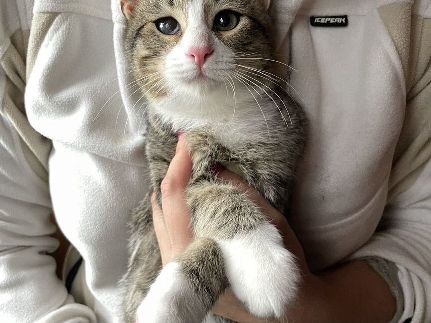 Котята 5 месяцев