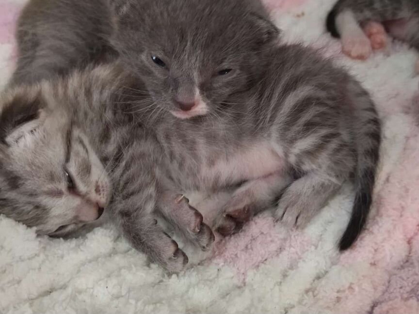 Сибирская кошка бесплатно