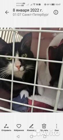 Котик без ушка