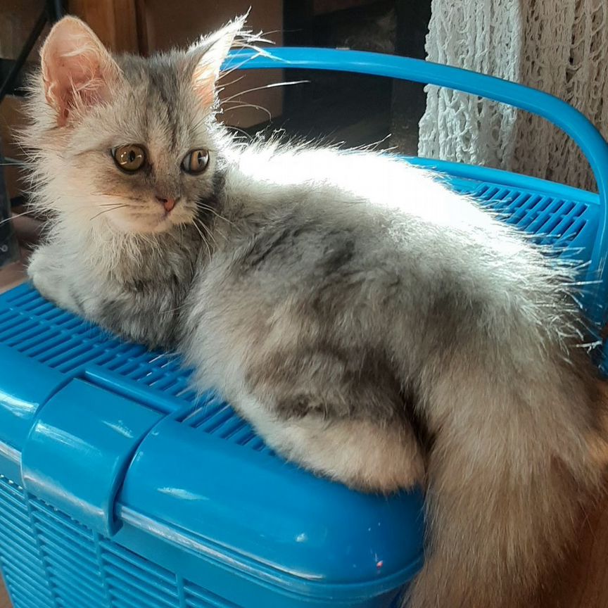 Девочка шиншилла британская длинношерстная