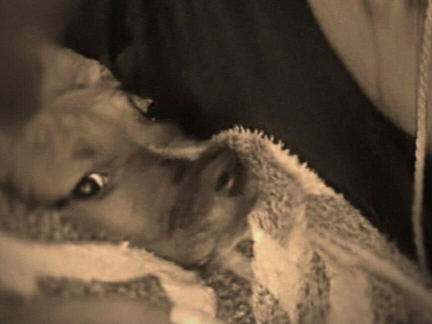 Щенки амстаффа