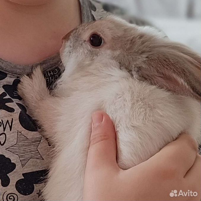 Декоративныйкролик в добрые руки