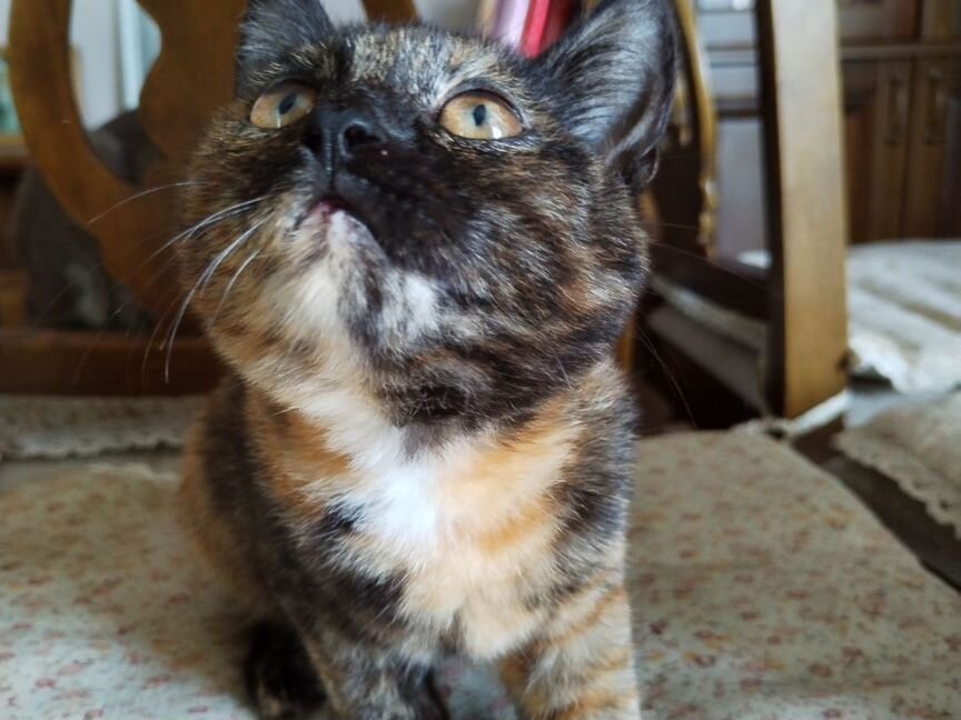 Трёхцветное счастье