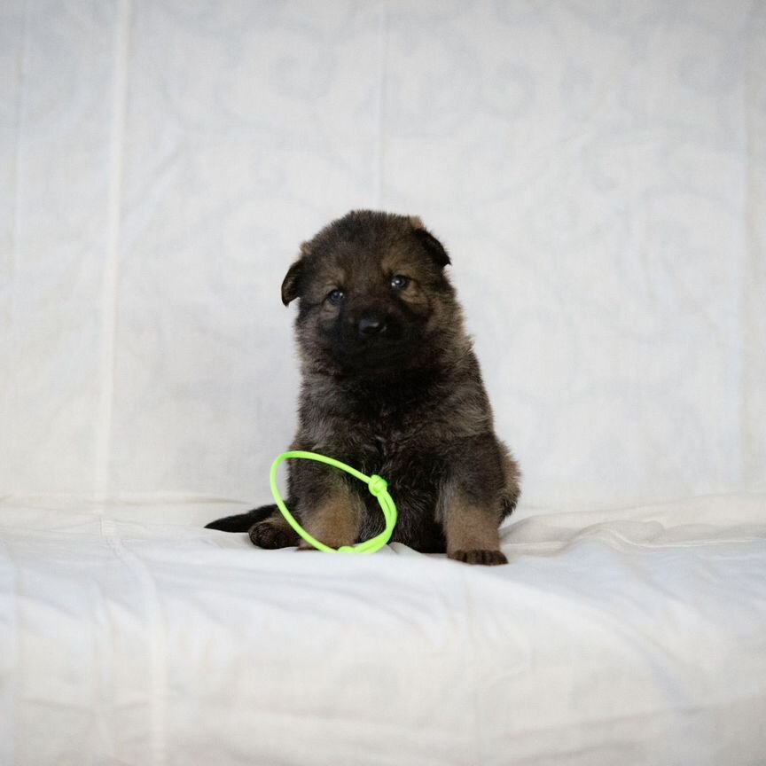 Щенки немецкой овчарки рабочего разведения