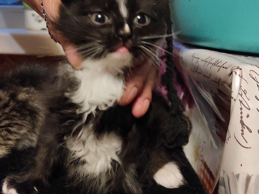 Котята в добрые руки бесплатно девочки