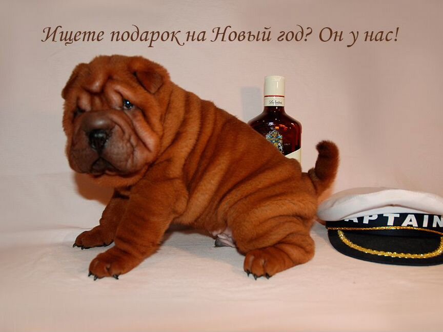 Щенки шарпей, апельсинчики