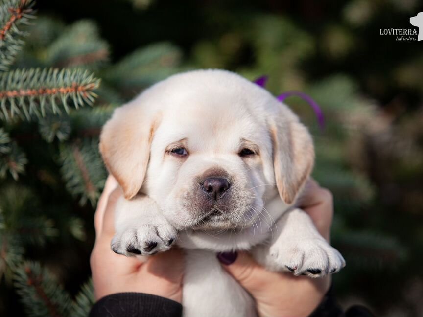 Палевые детки (лабрадор )