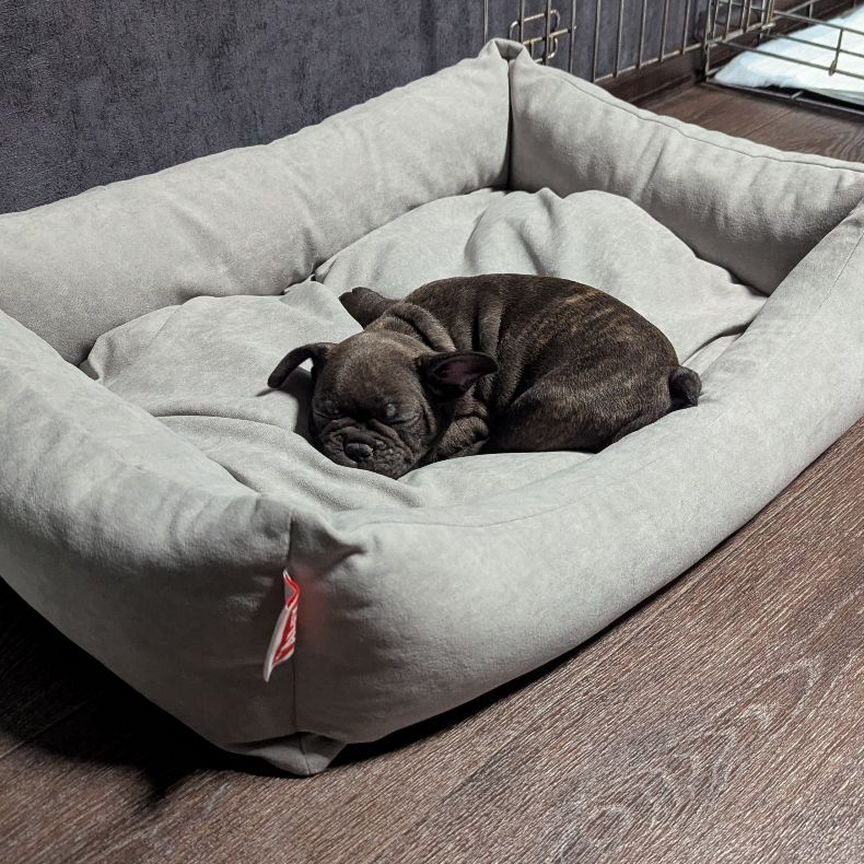 Французский бульдог, щенок