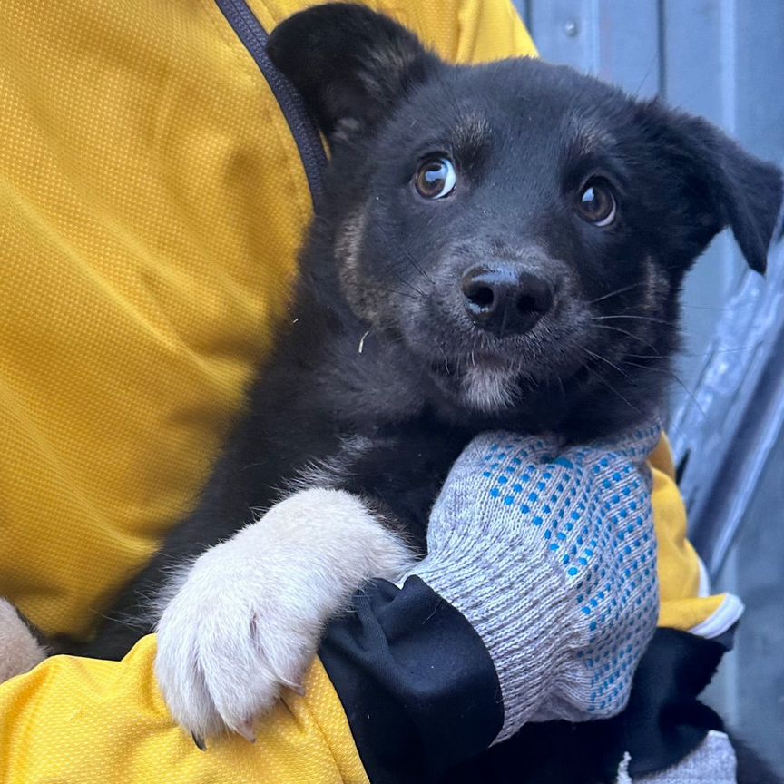 Щенок мальчик черно-белый в добрые руки