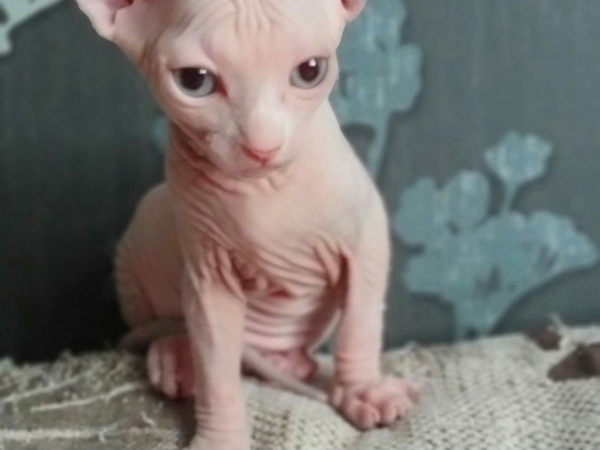 Канадский сфинкс котенок