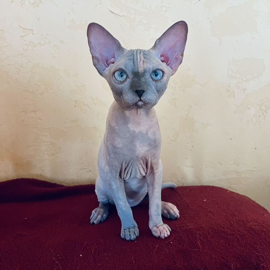 Девочка программа дгг