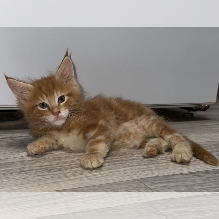 Мейн-кун котёнок