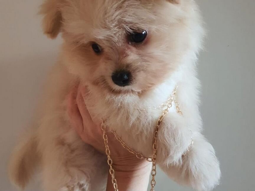 Щенки породы мальтипом