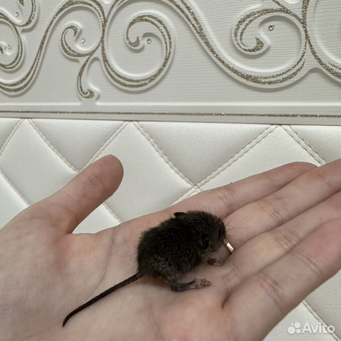 Мышь в добрые руки