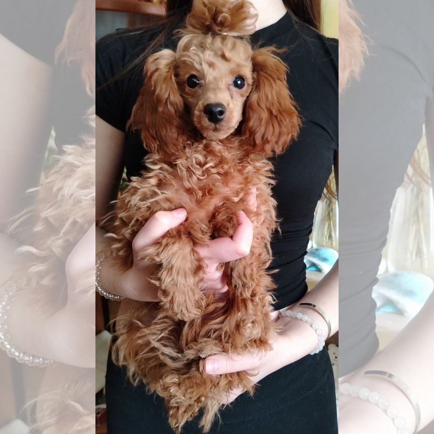 Той-пудель, щенок