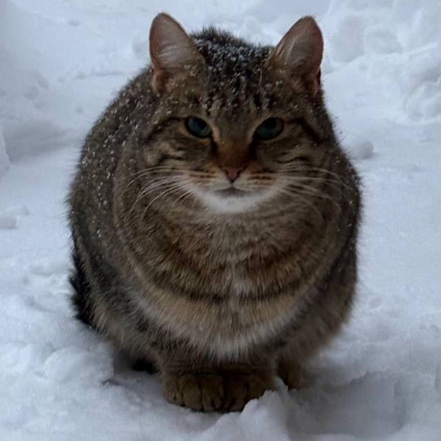 Взрослая, кошка в добрые руки