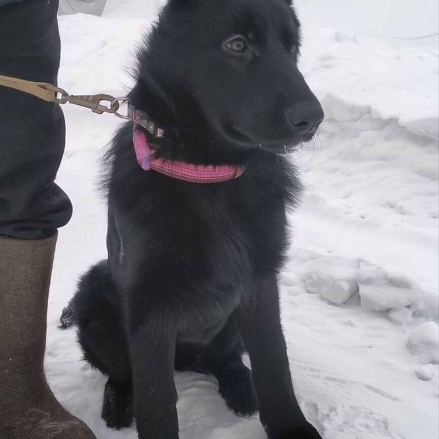 Немецкая овчарка, щенок