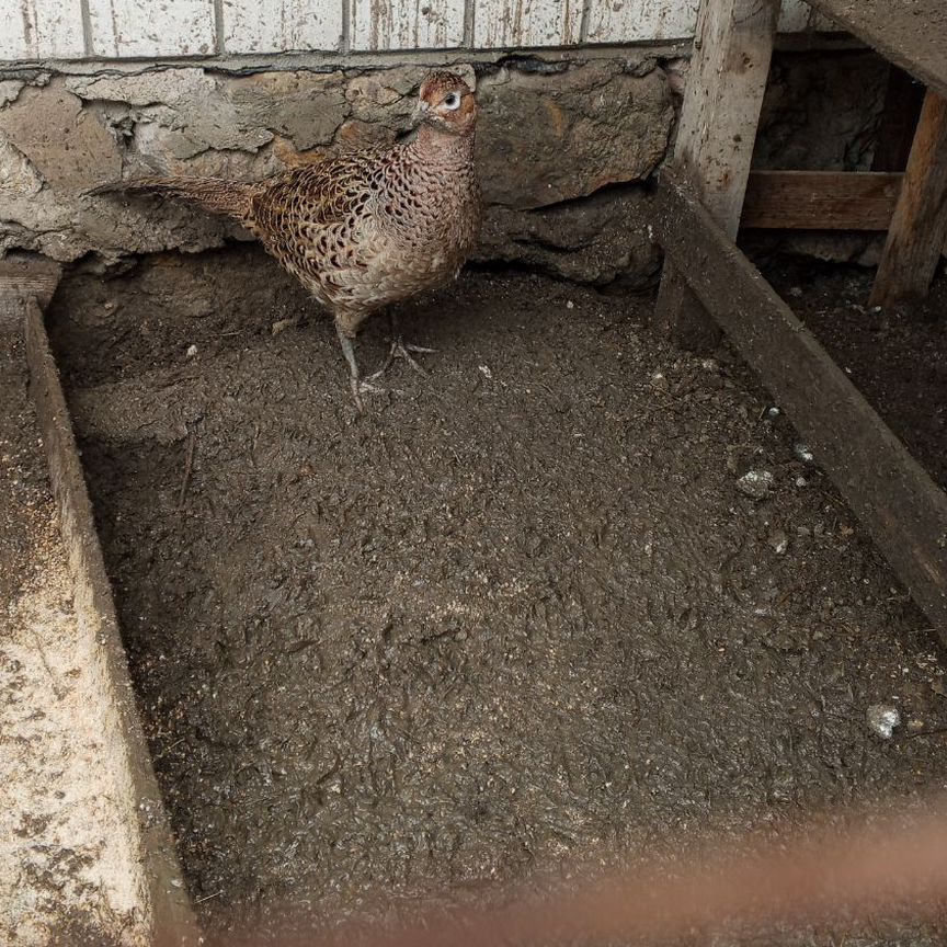 Фазан охотничий самка