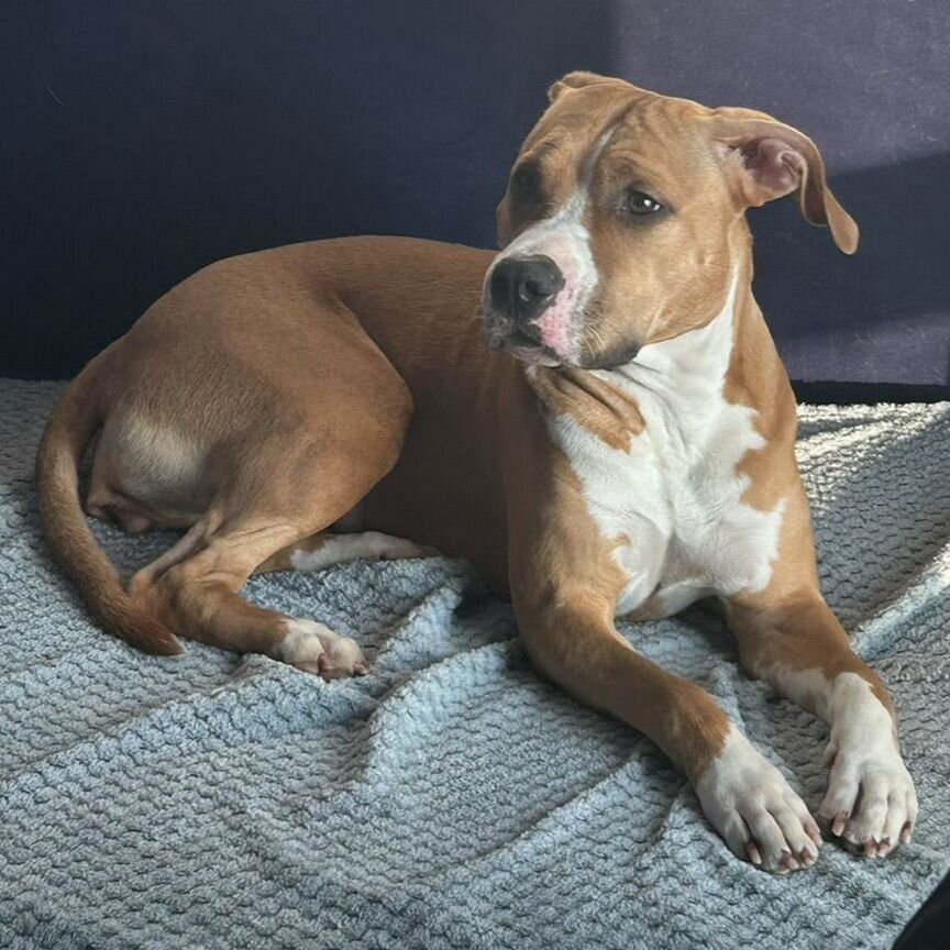 Американский стаффордширский терьер