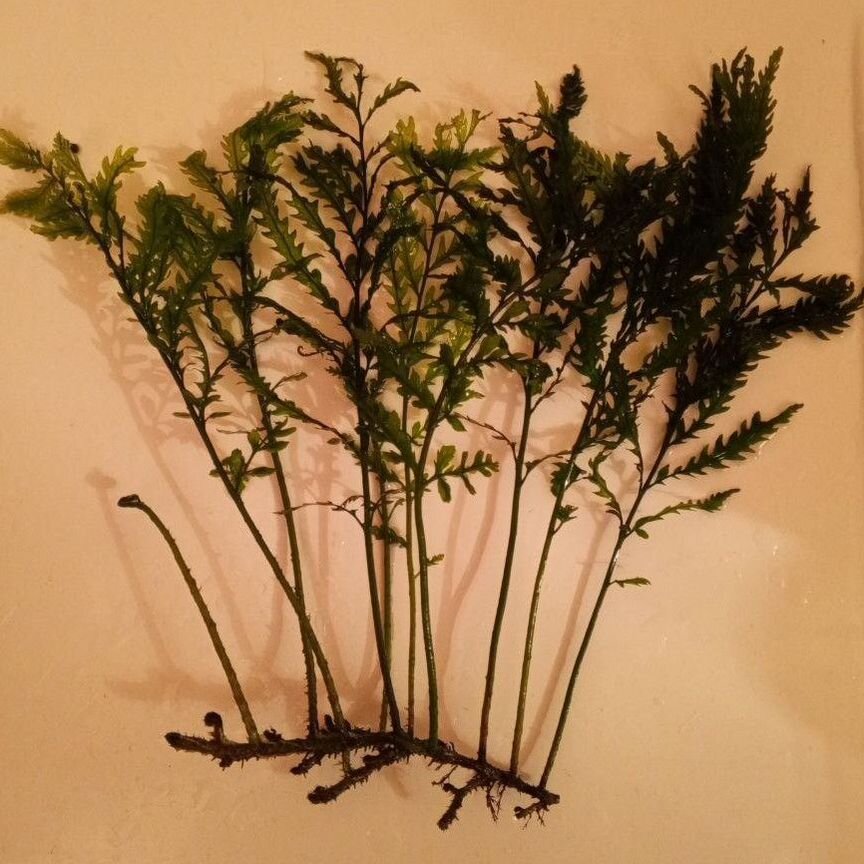 Папоротник Болбитис Геделоти (Конголезский)