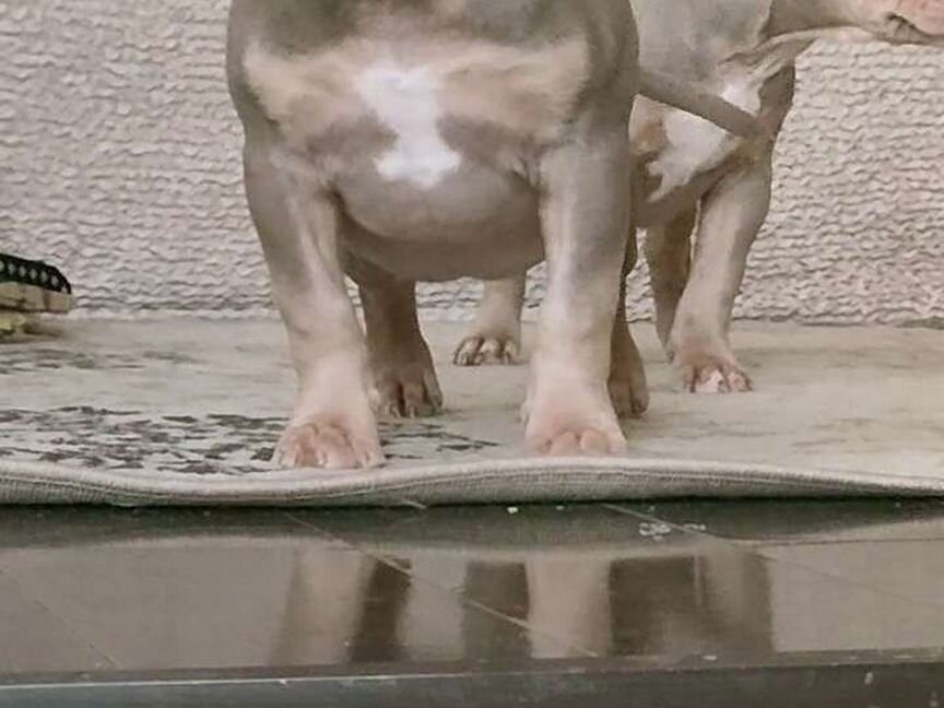 Американский булли