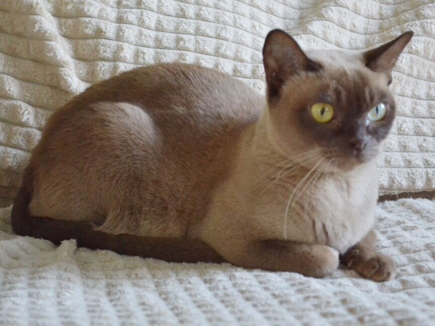 Бурманская кошка