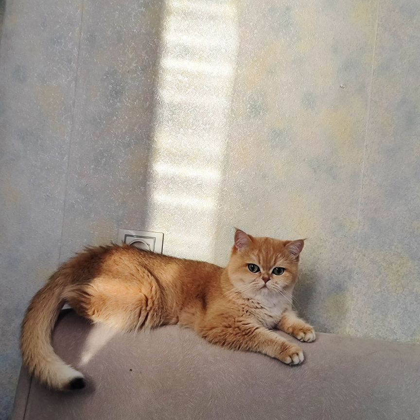 Кошка 2,5 года. Золотая шиншилла