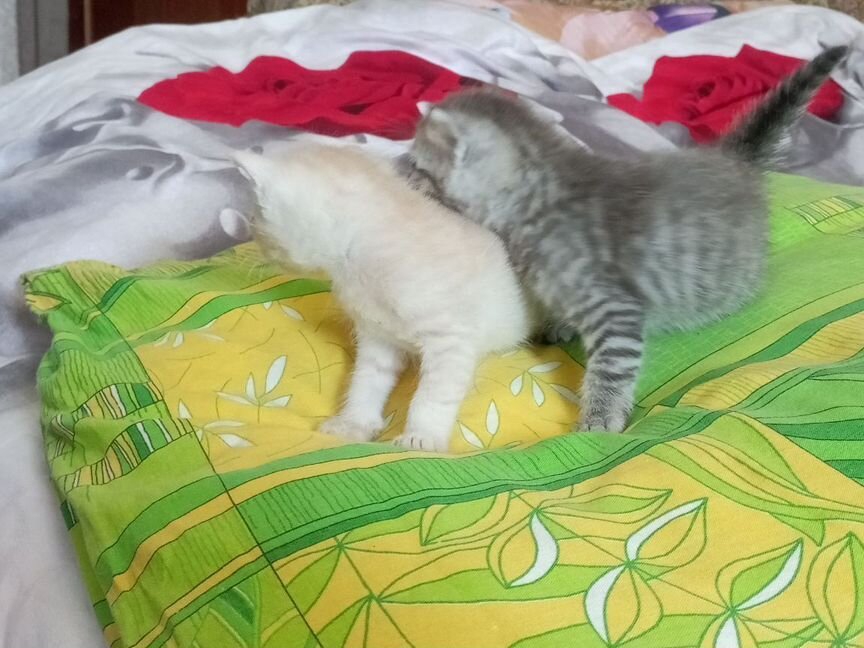 Кошка