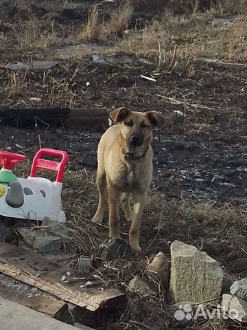 Собака в добрые руки отдам бесплатно