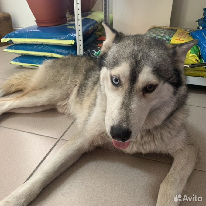 Собака хаски мальчик