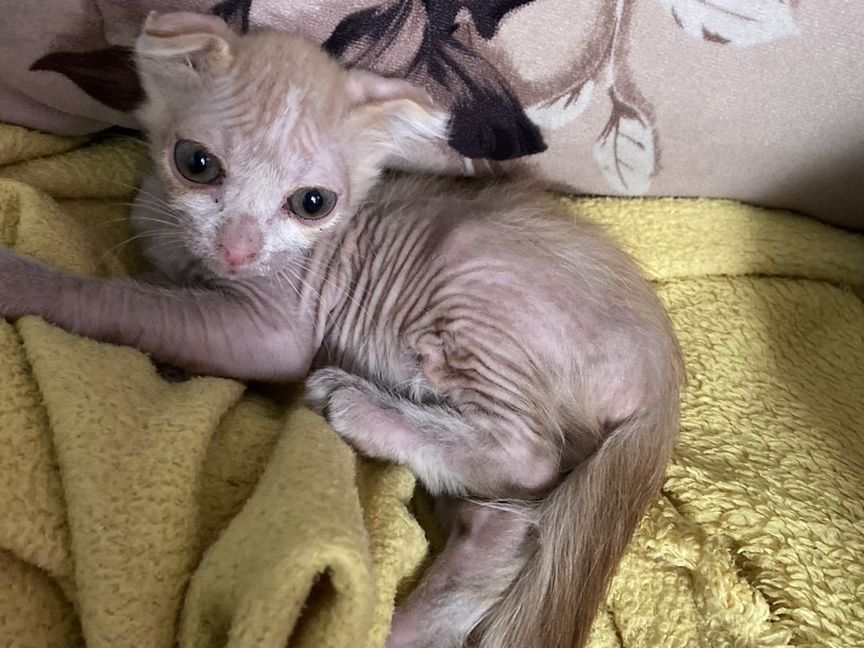 Котенок сфинкс вислоухий шерстяной