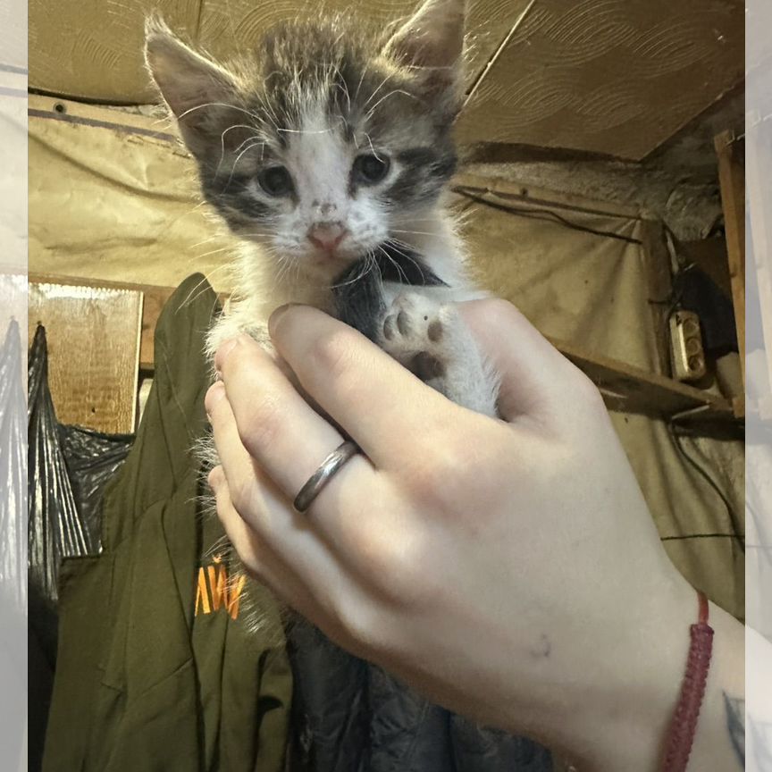 Котёнок в добрые руки