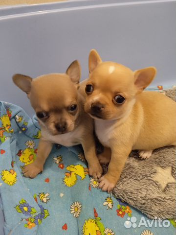 Щенки чихуахуа mini