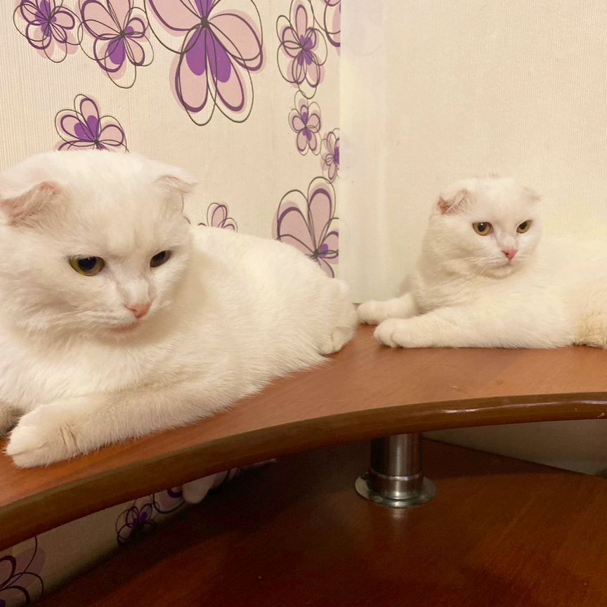 Кот и кошка в добрые руки