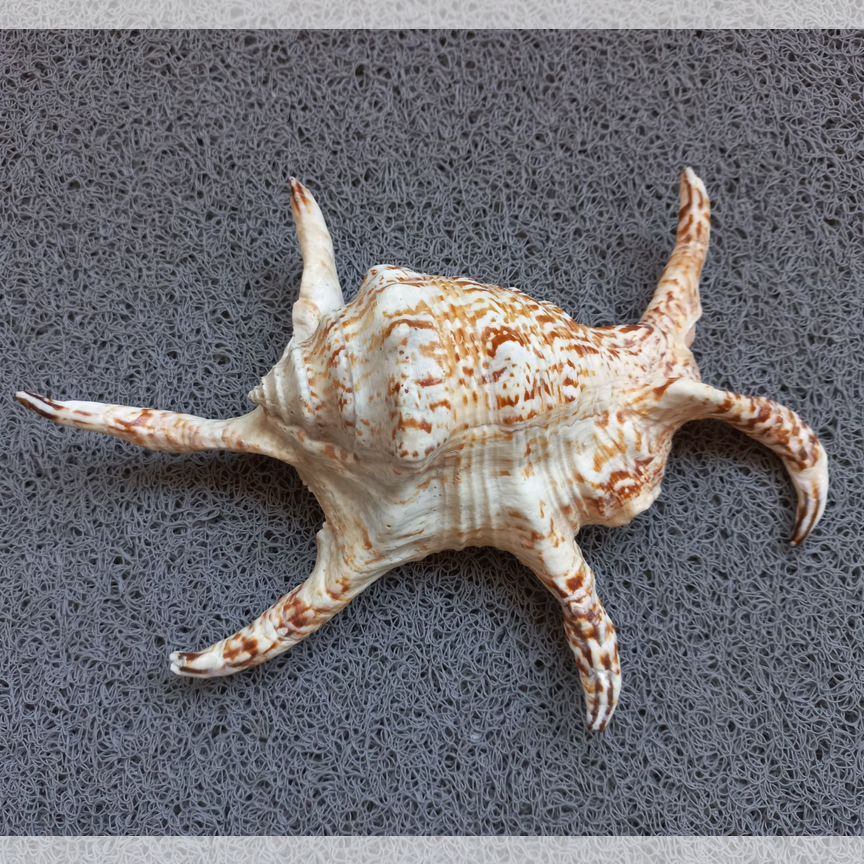 Морская ракушка