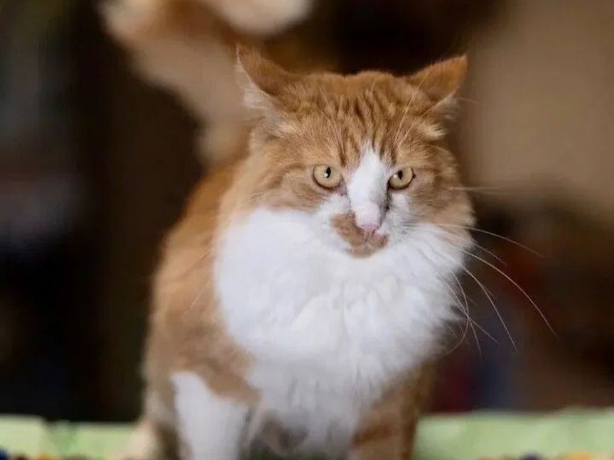 Котик в добрые руки