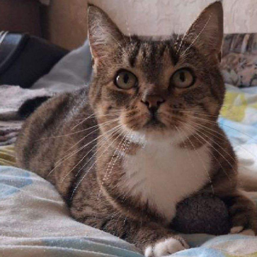 Кошечка отказница