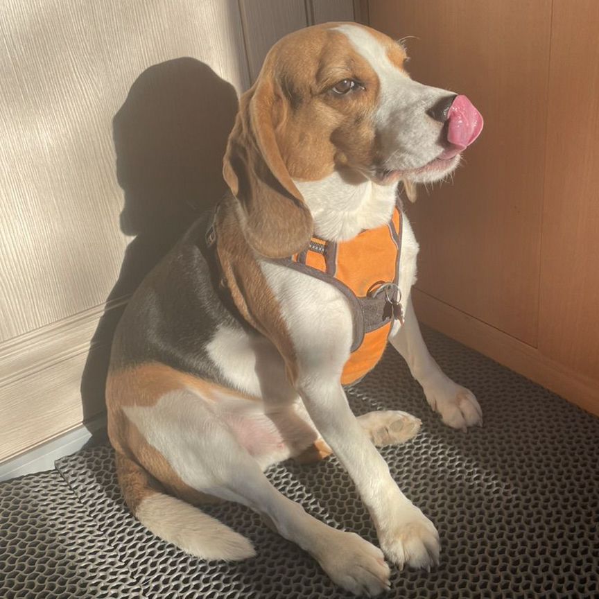 Бигль, взрослый пёс