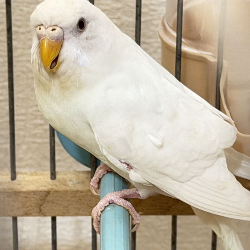 Волнистый попугай