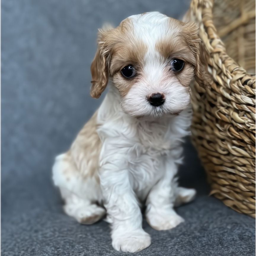 Кавапу, щенок